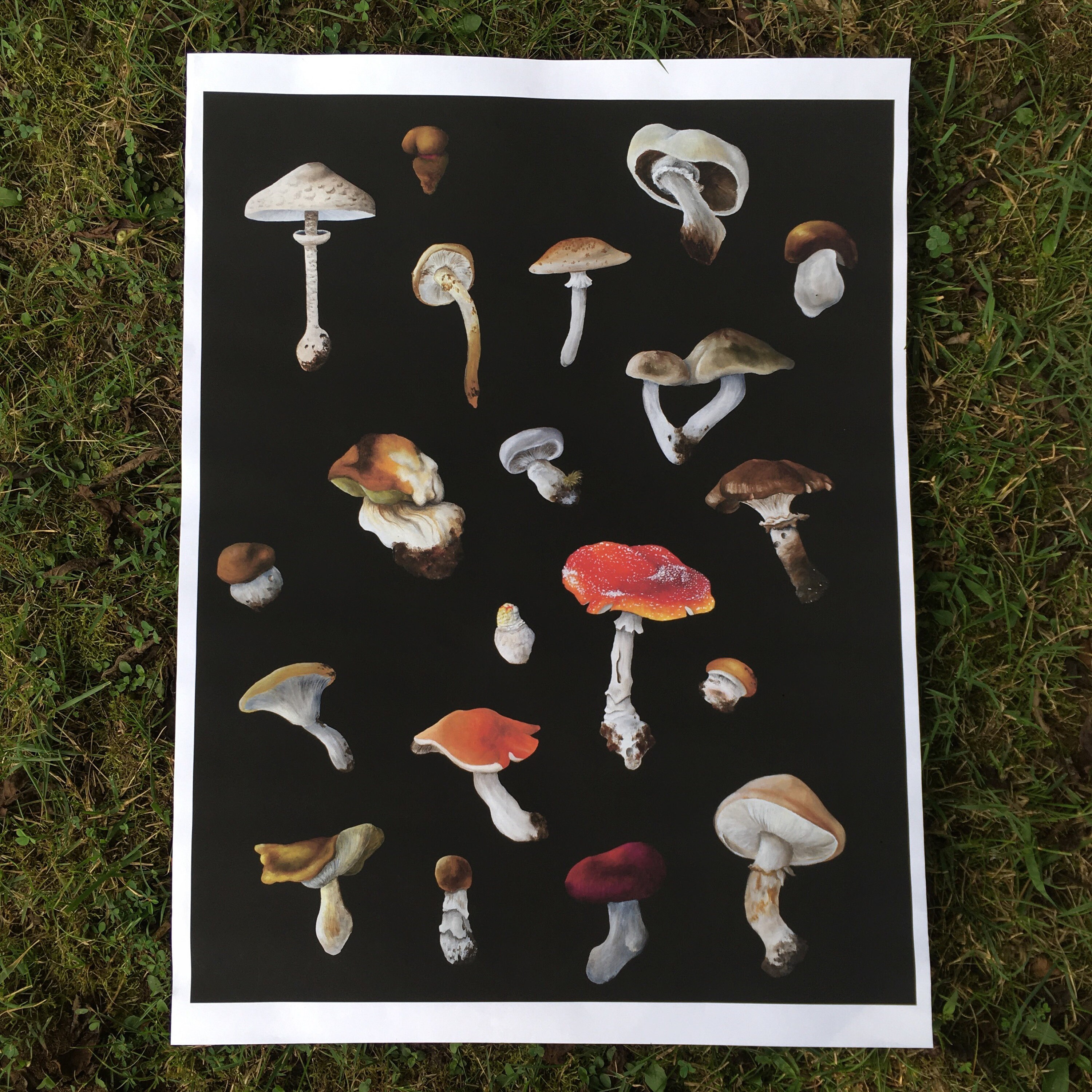 Mushroom Poster Goblincore Nature Posters Fungi Identification Art ...