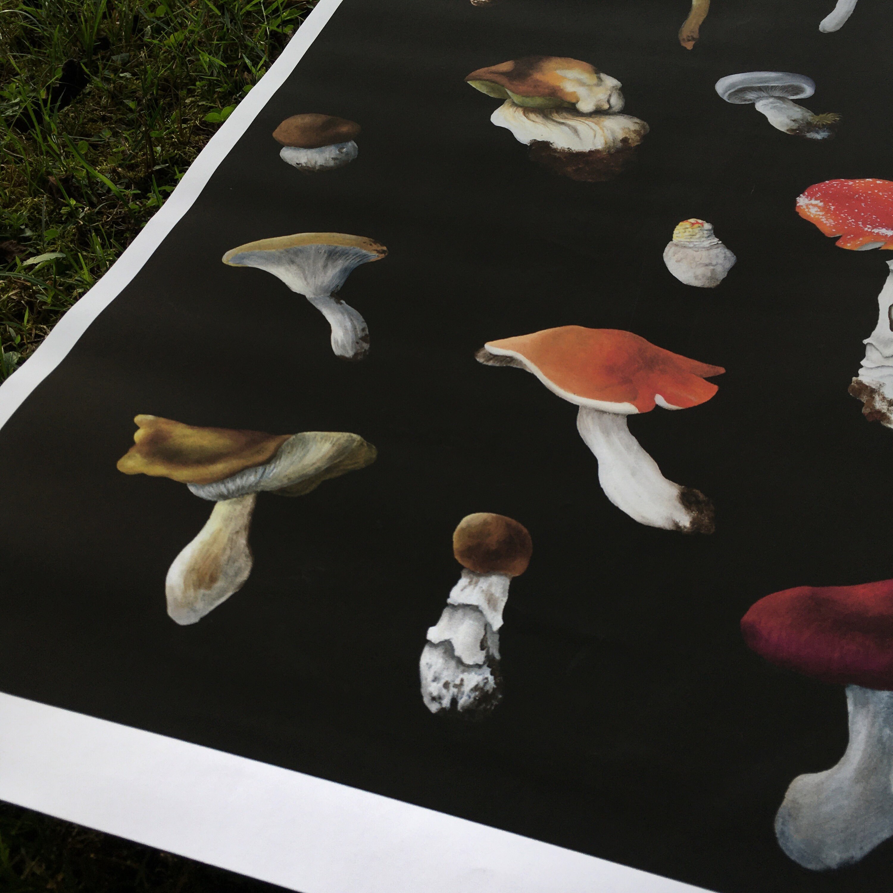 Mushroom Poster Goblincore Nature Posters Fungi Identification Art ...