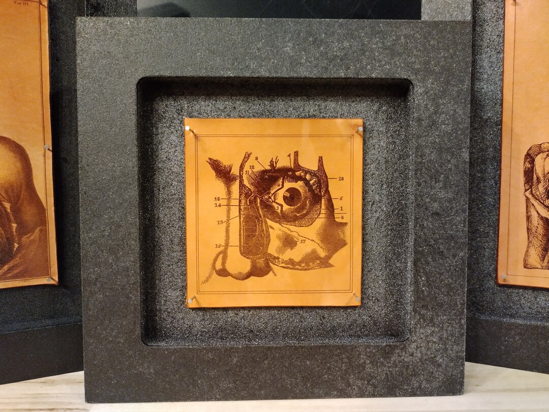 Eye Diagram on Leather, Medical Anatomy Art - Etsy