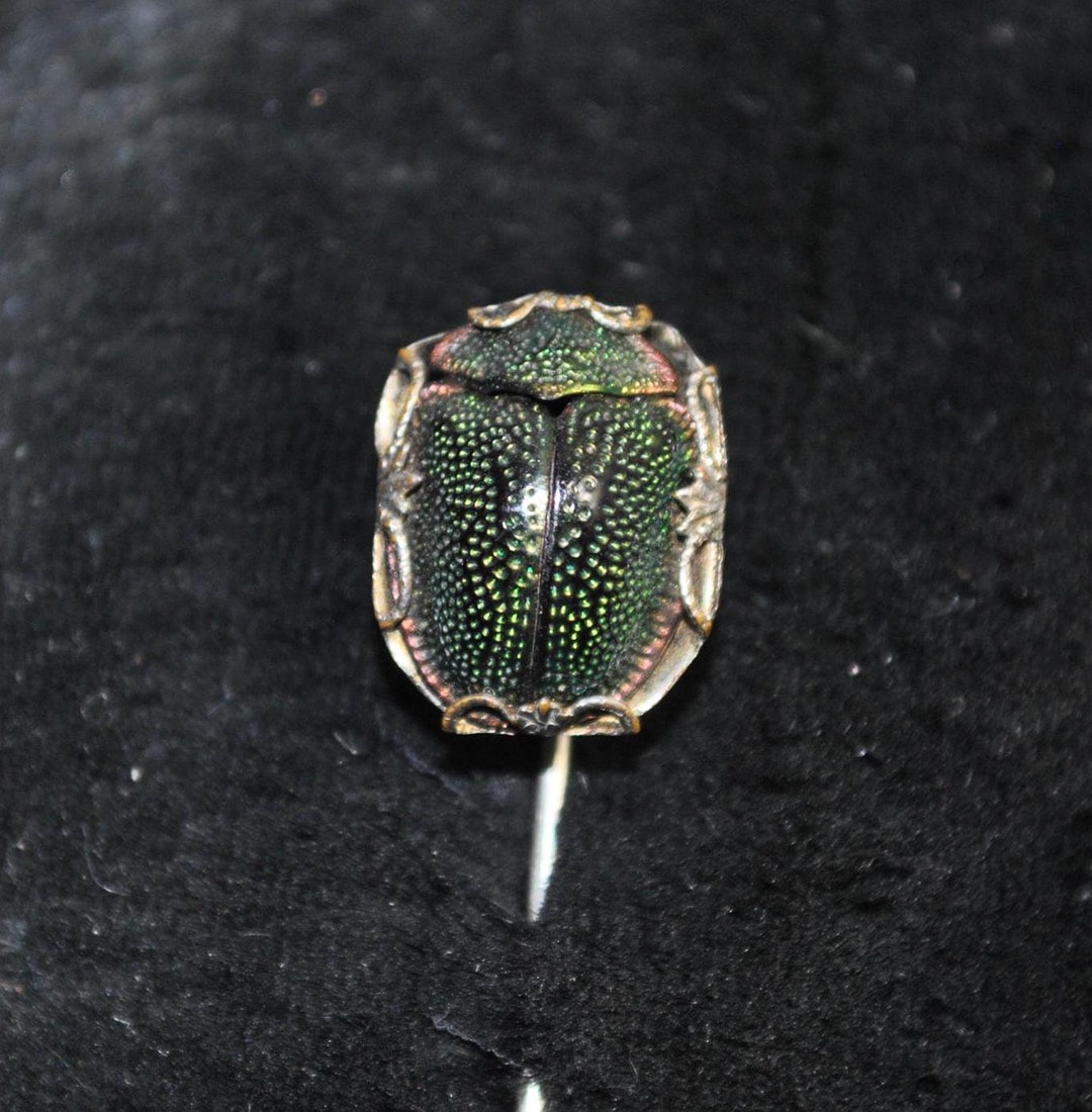 Antique Real Preserved Scarab Egyptian Revival Stick Pin - Etsy