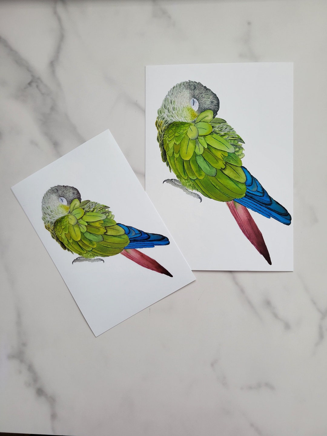 Sleepy Green Cheek Conure - 4x6, 5x7, 8.5x11 Art Print. - Etsy