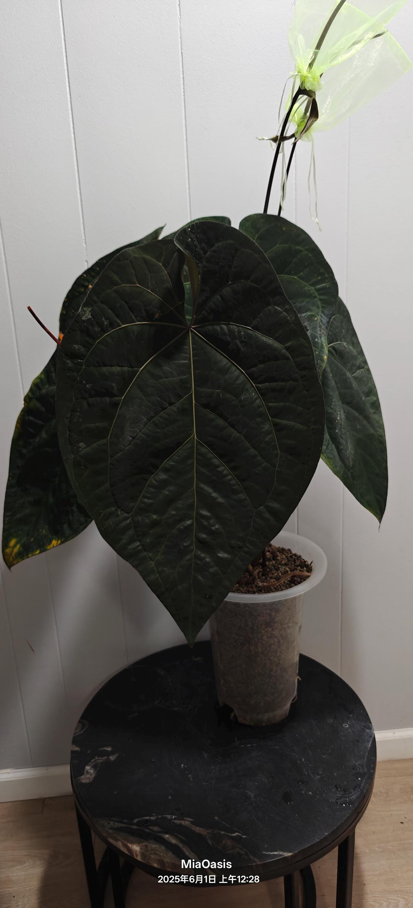 Anthurium AOS Tezula Dark Form X Self Germinated 2-3 Leaf Seedling ...