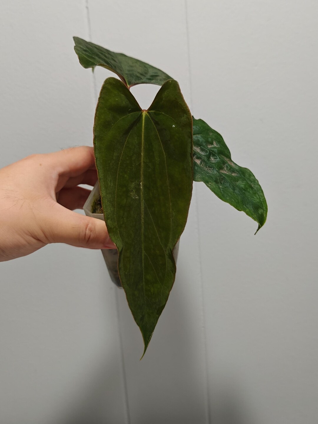 Anthurium Papillilaminum RL X Self From Jvus Seller - Etsy