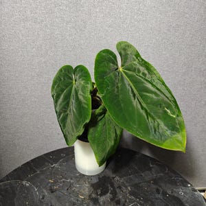 Anthurium Papillilaminum RL X Fs From Jv--us Seller - Etsy Anthurium Papillilaminum RL X Fs From Jv--us Seller - Etsy