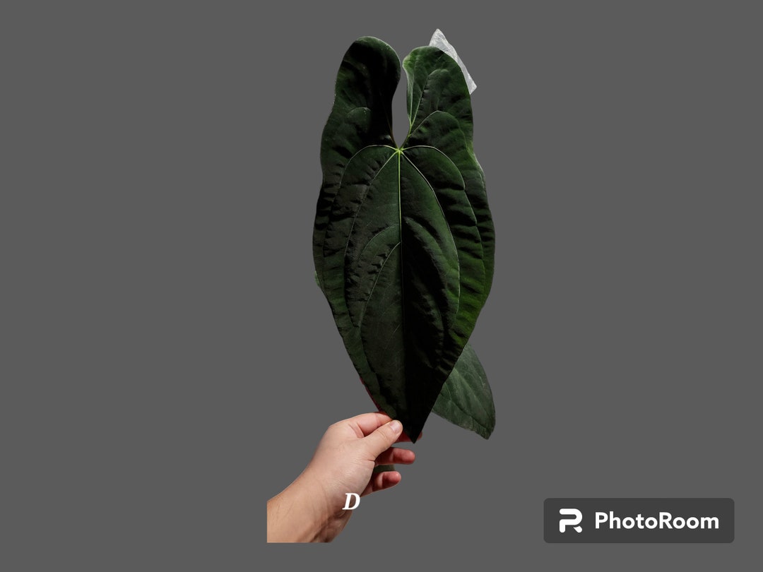 Anthurium Papillilaminum Gatorskin X Dadbod-us Seller - Etsy