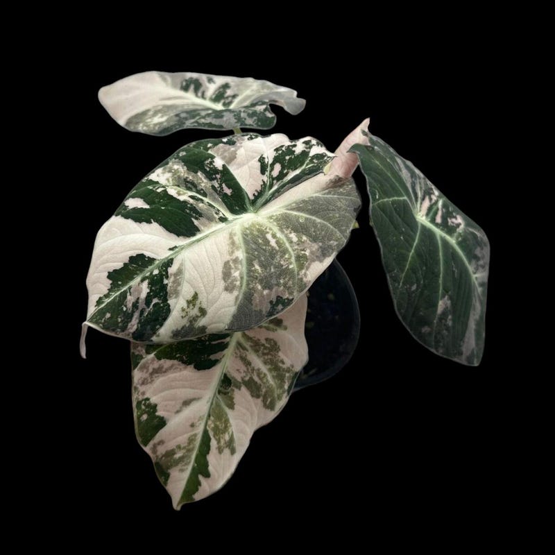 Alocasia Black Velvet - Etsy