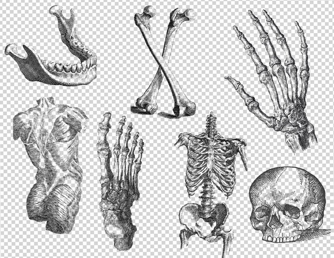 Antique Anatomy Overlays Vintage Anatomy Illustrations | Etsy
