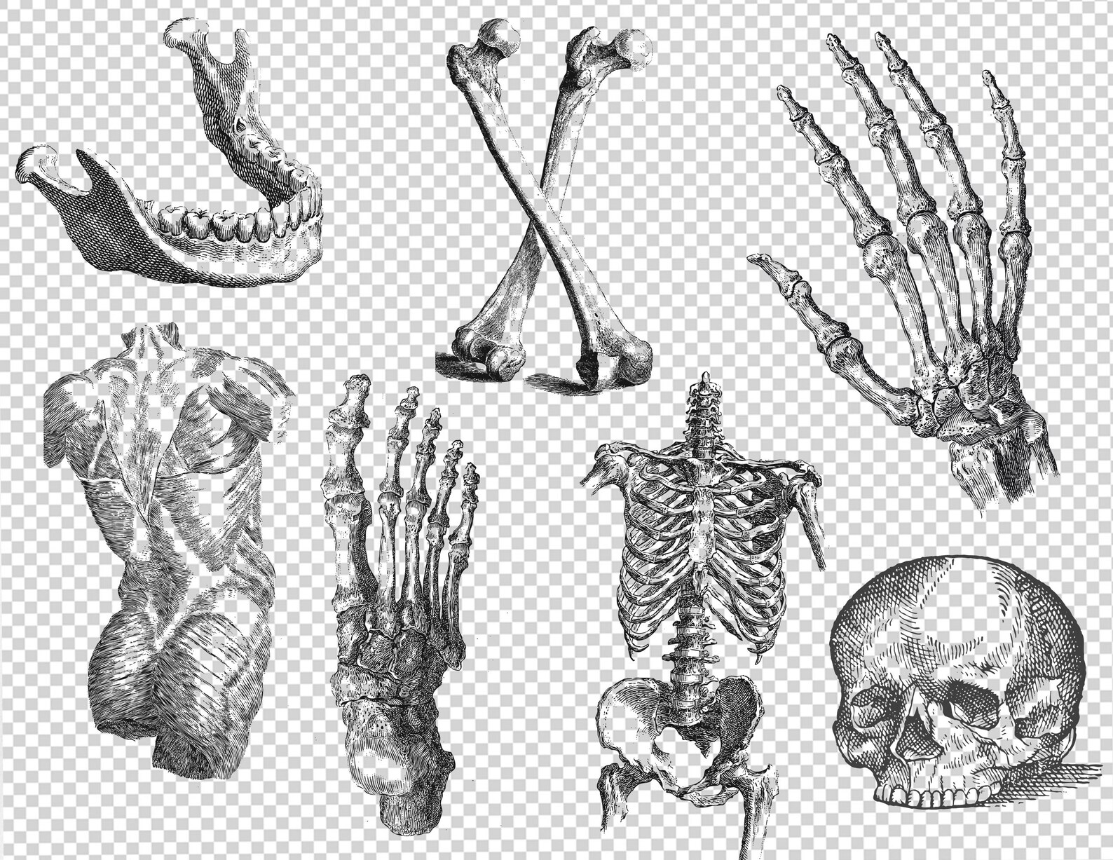 Antique Anatomy Overlays Vintage Anatomy Illustrations | Etsy