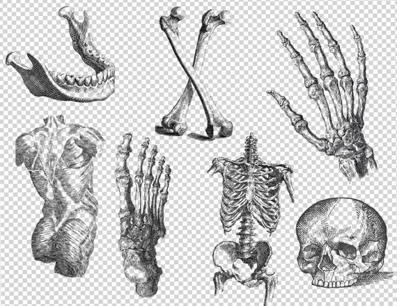 Antique Anatomy Overlays Vintage Anatomy Illustrations - Etsy