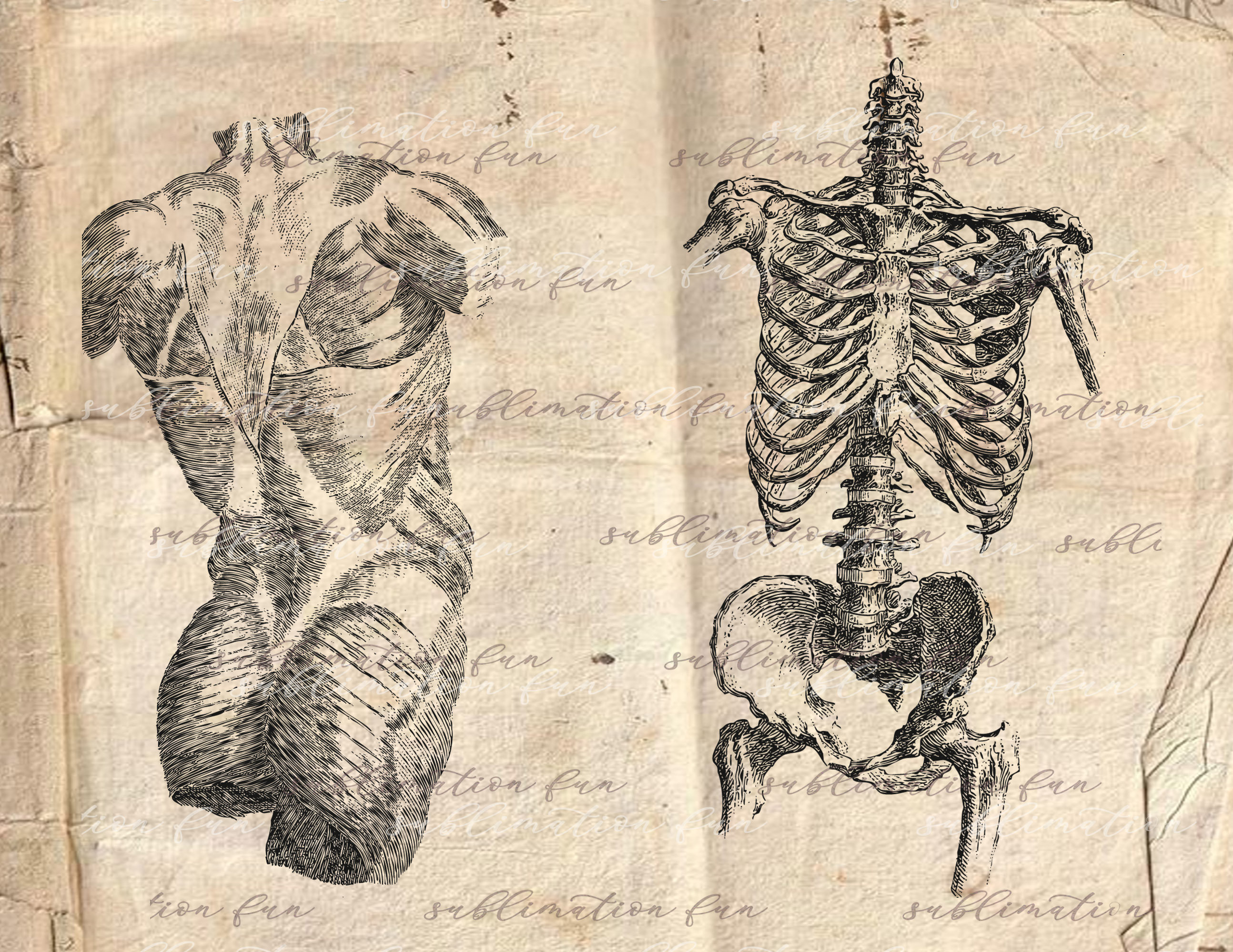 Antique Anatomy Overlays Vintage Anatomy Illustrations - Etsy Canada