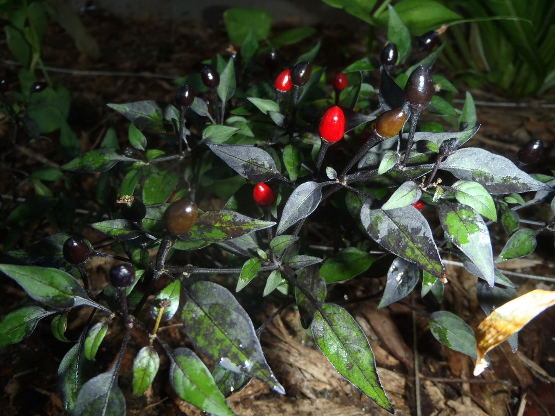 Brazilian Interior Chili Seeds 2023 Harvest - Etsy