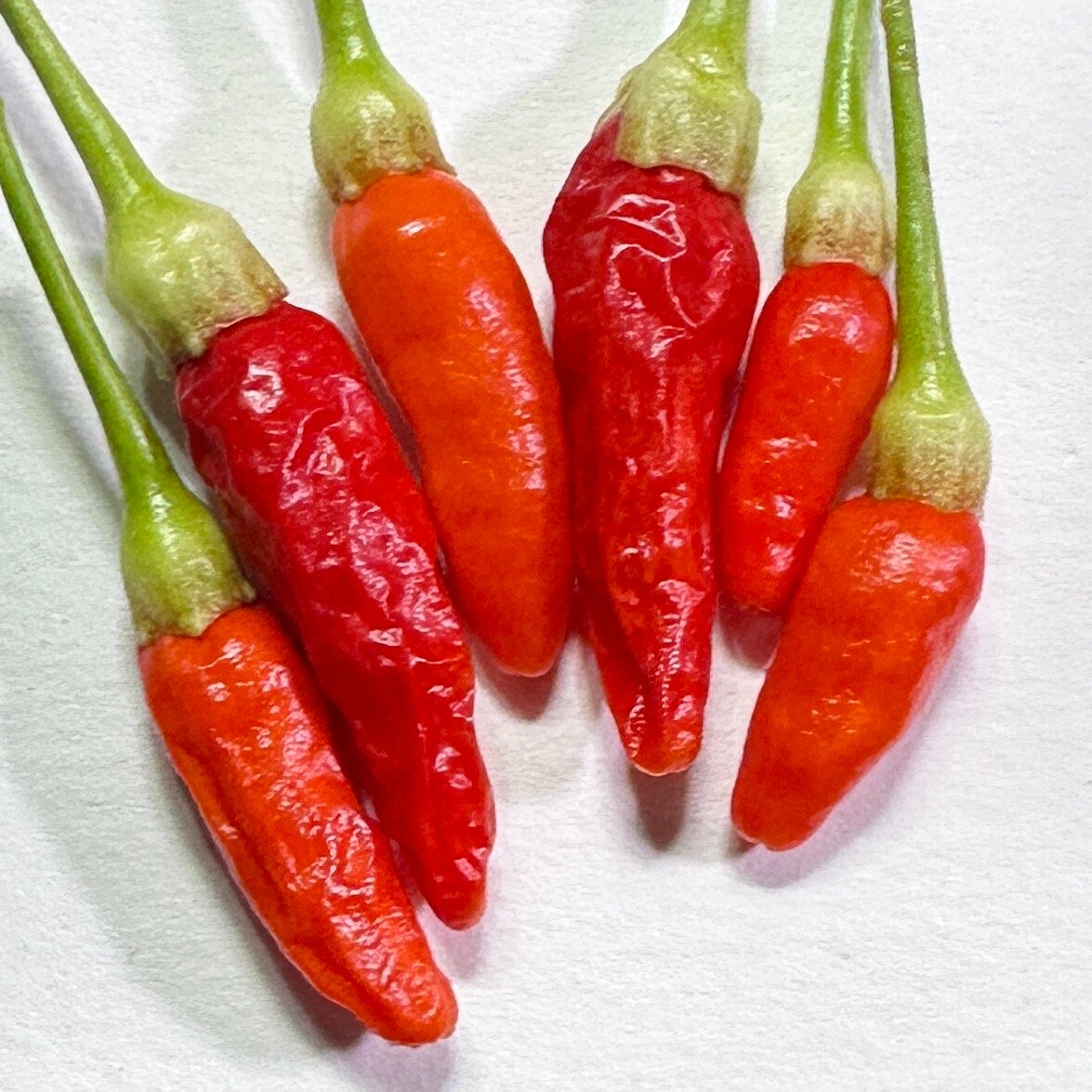 Hawaiian Chili Pepper (ni’oi) Seeds - Etsy