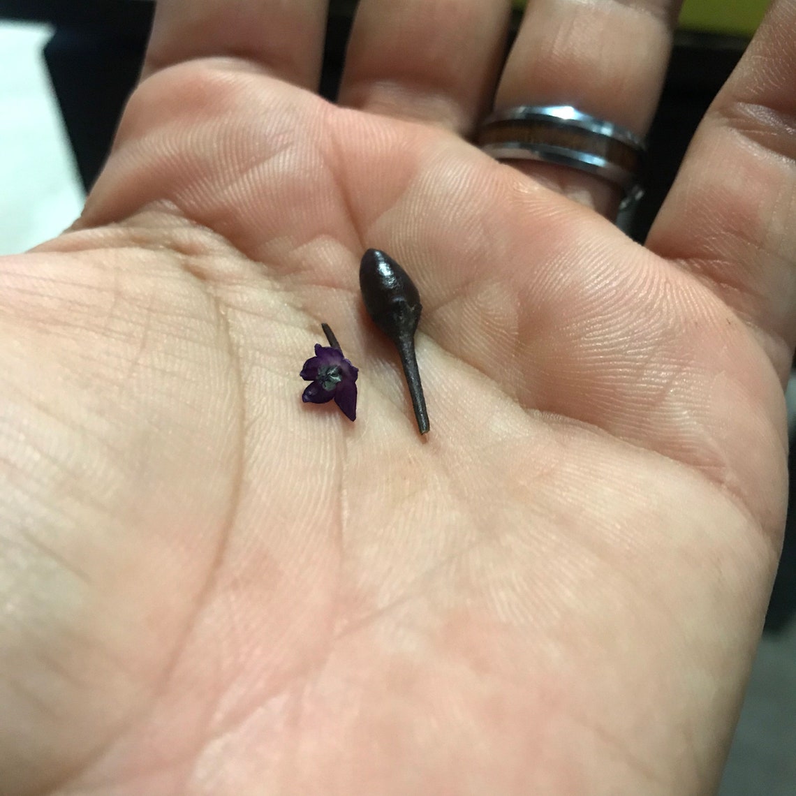 Brazilian Interior Chili Seeds 2023 Harvest - Etsy