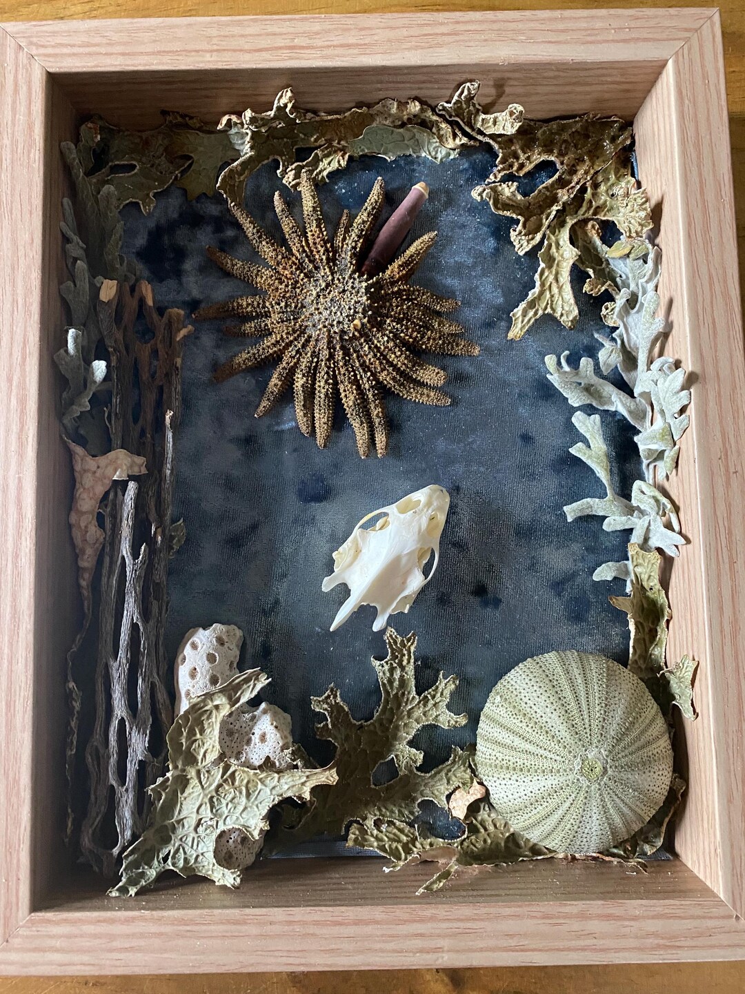 Ocean Shadowbox Art: Turtle Skull, Sunflower Starfish, Dried Coral - Etsy
