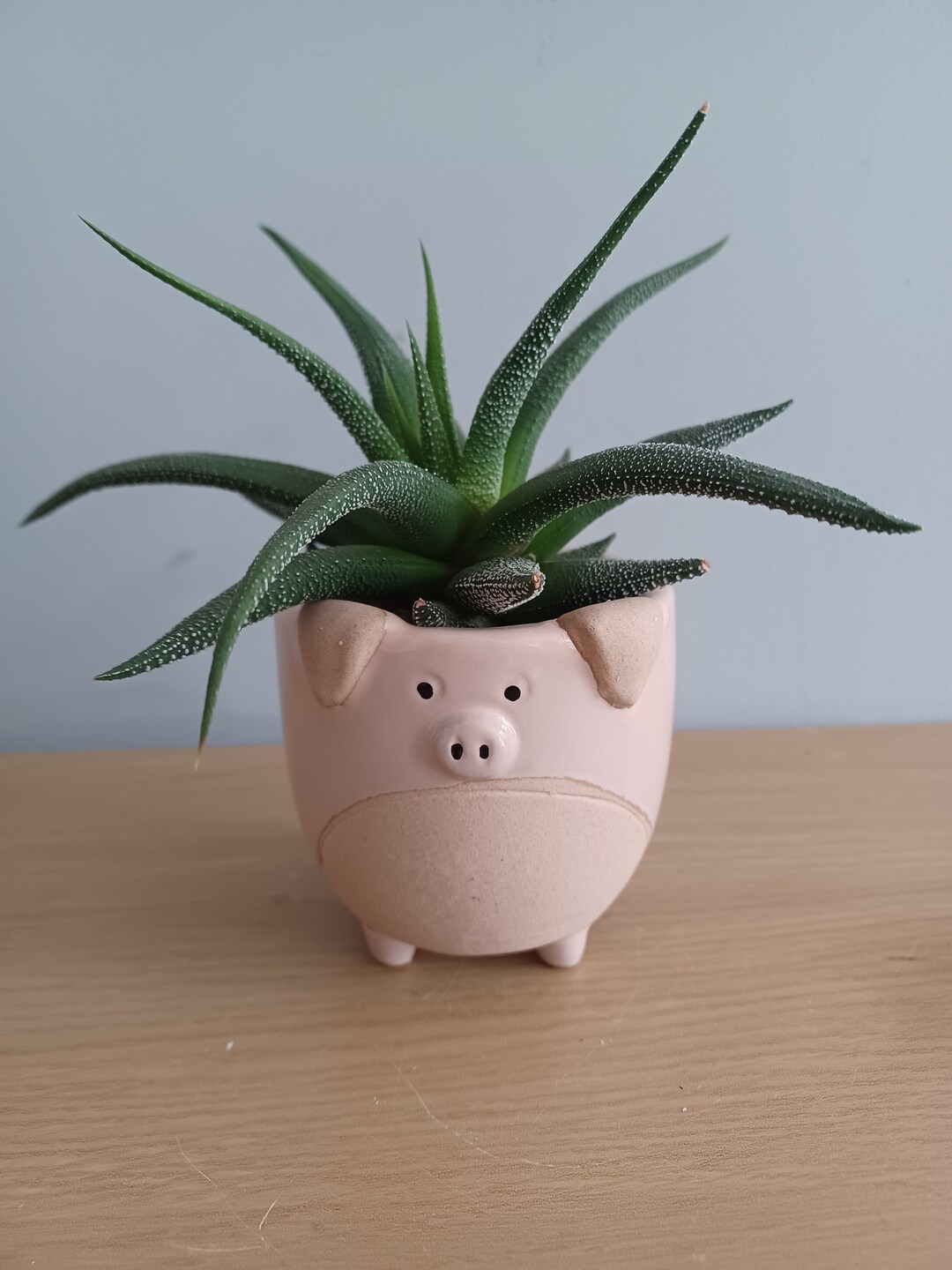 Pig Ceramic Cacti Succullent Plant Pot Gift Ornament SMALL 8cm X 7.5cm ...