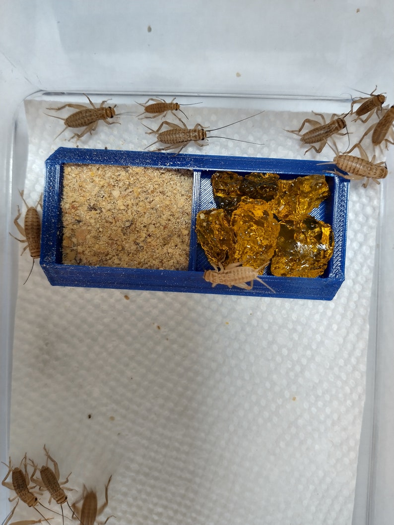 Cricket Food and Water Holder | Small Dish for Mealworms, Crickets ...