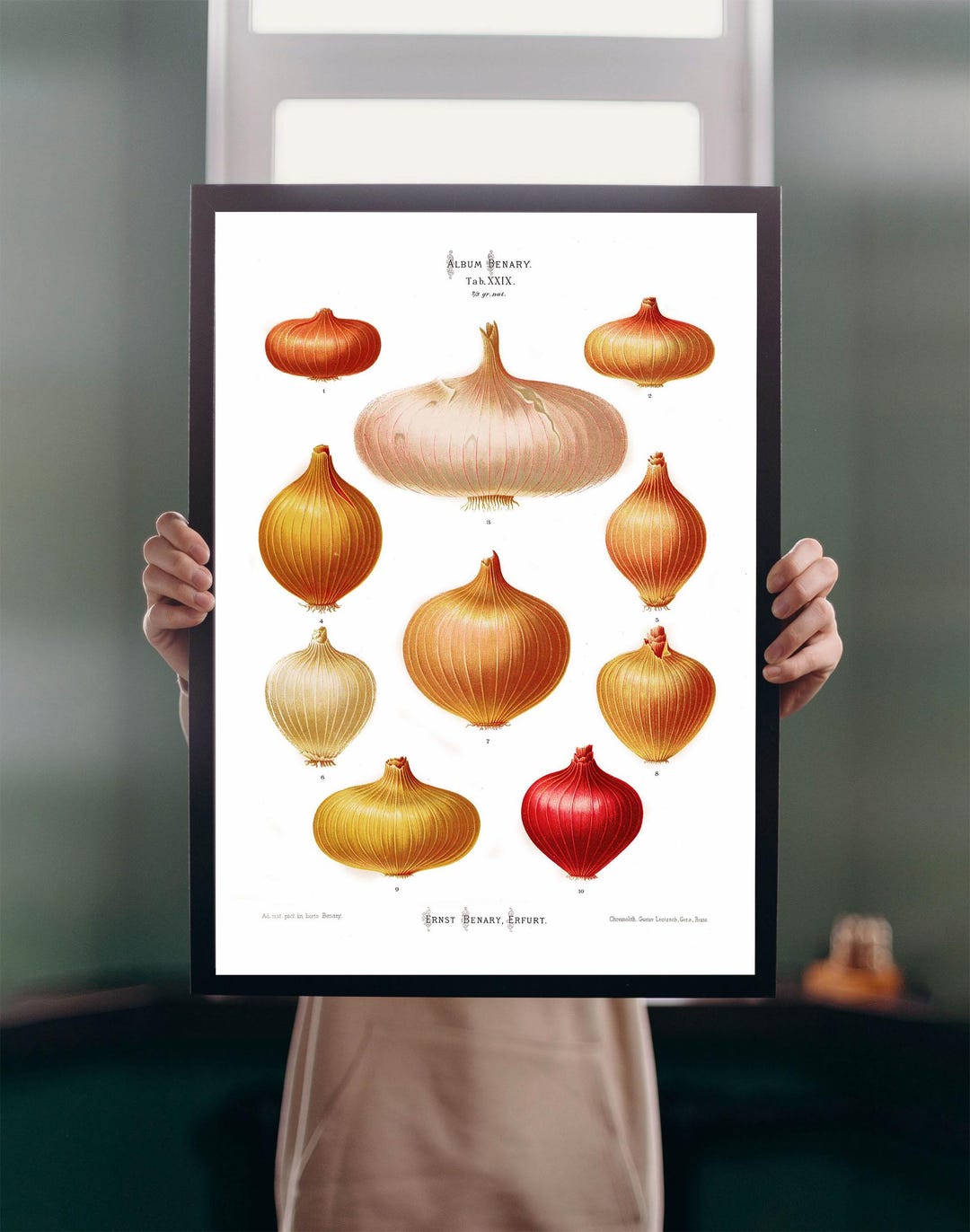 Types of Onions 1876 POSTER PRINT Vintage Food Illustration Album ...