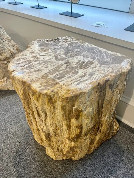 Fossil Wood Stump Table - Etsy