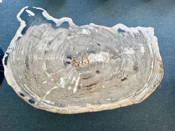 Fossilwood Coffee Table Slab - Etsy