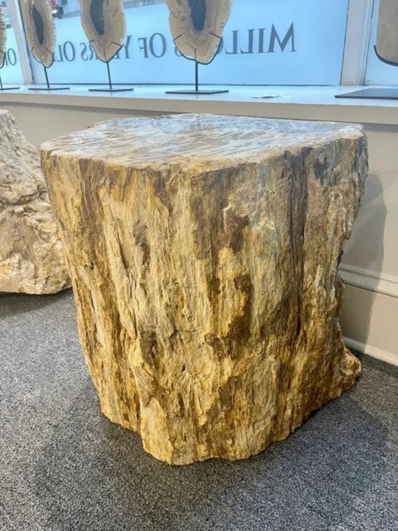 Fossil Wood Stump Table - Etsy