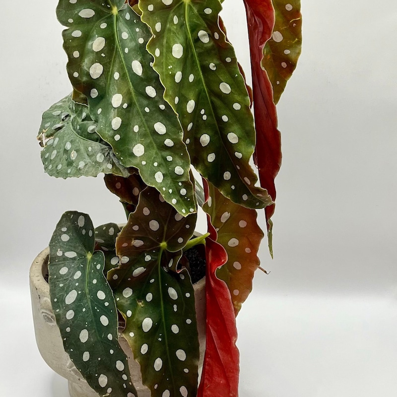 Maculata Plants - Etsy UK