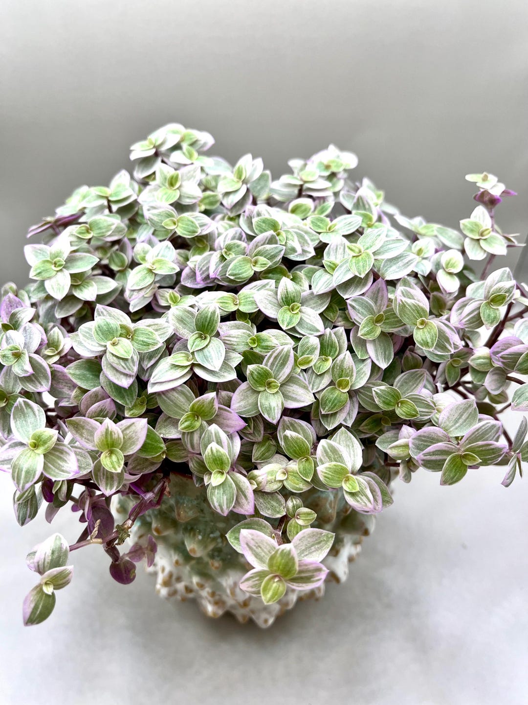 Tricolour Calisia Repens | Hanging Houseplant | Plant Cutting | Pink ...