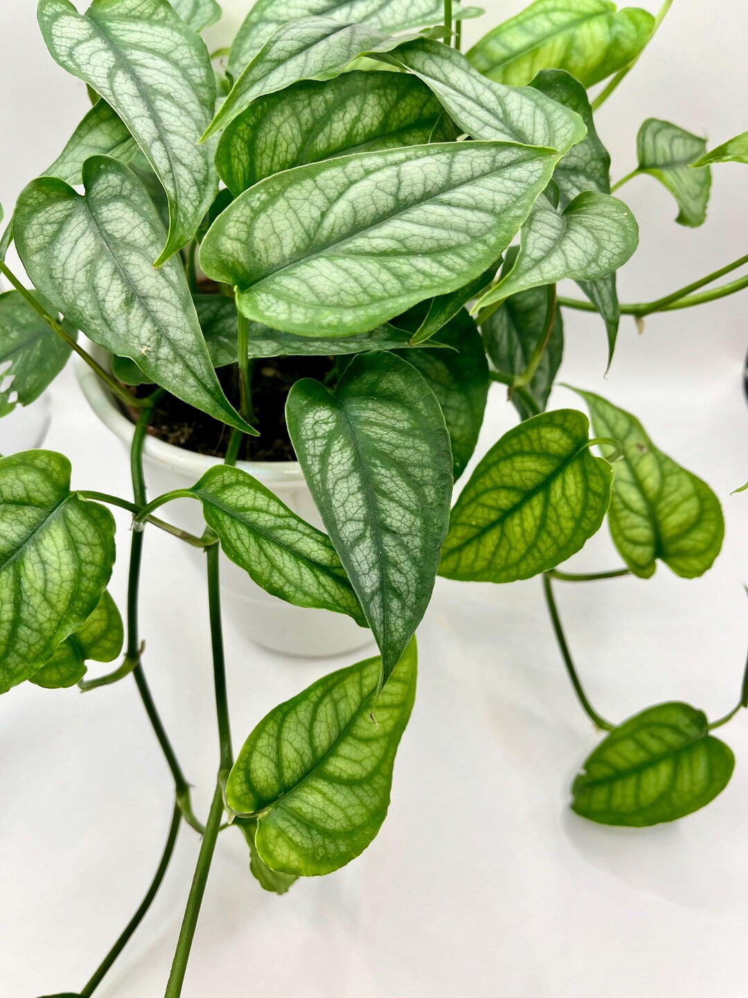 Monstera Siltepecana | Silver Emerald Leaves Plant | Climbing Trailing ...