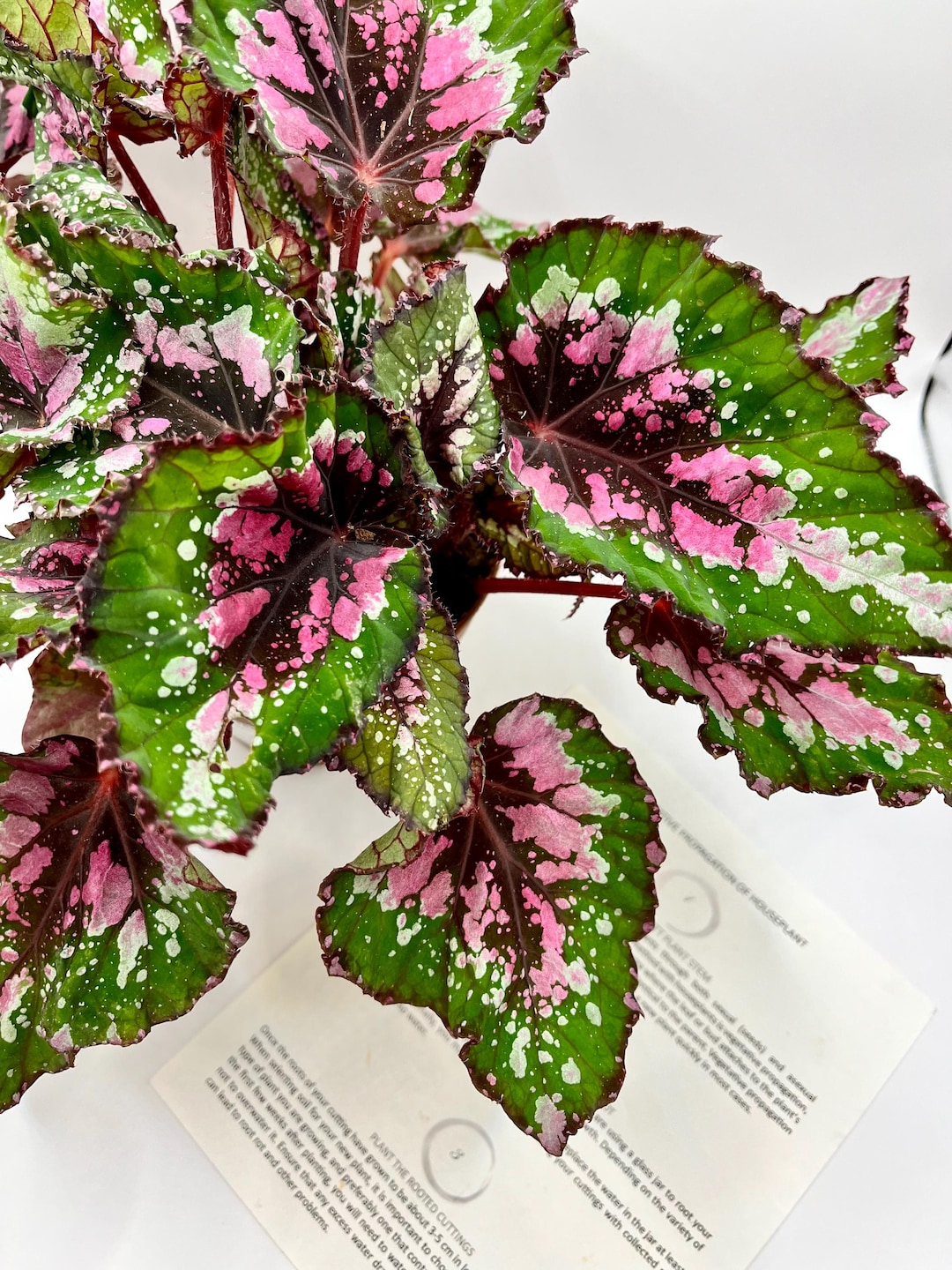 Painted Leaf Rex Begonia | King Pink | Unrooted Leaf Cutting | Easy ...