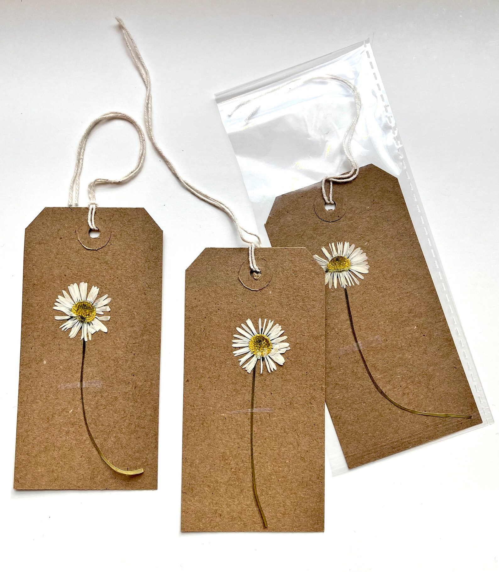 Eco Gift Tags | Daisy Pressed Plant | Live Plant | Organic ...
