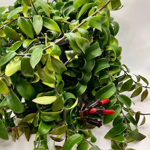 RASTA Red Lipstick Plant | Aeschynanthus | Houseplant | Trailing | Easy ...