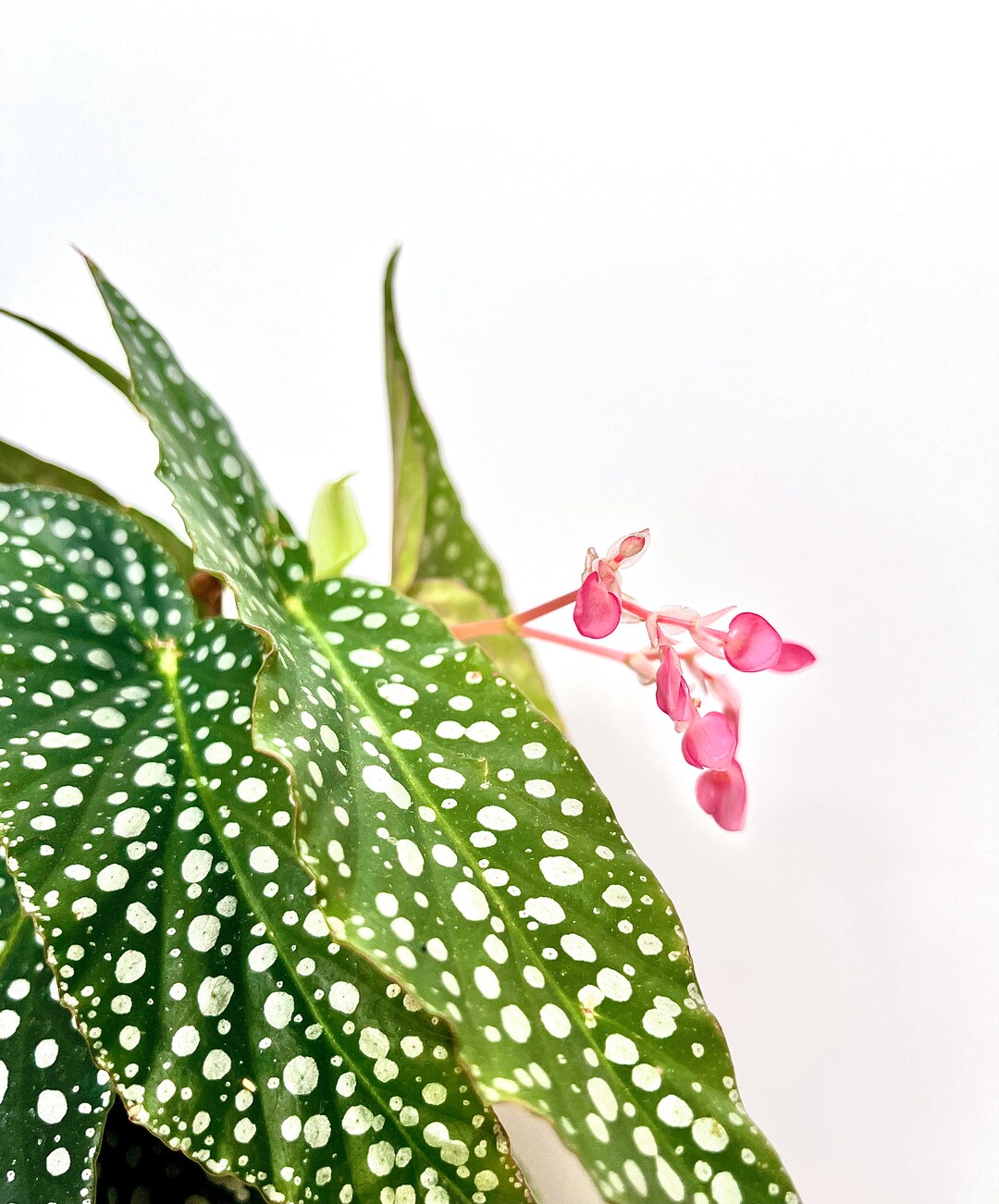 Begonia Cane Double Silver Dot Polka Plant | Houseplant | Indoors Easy ...