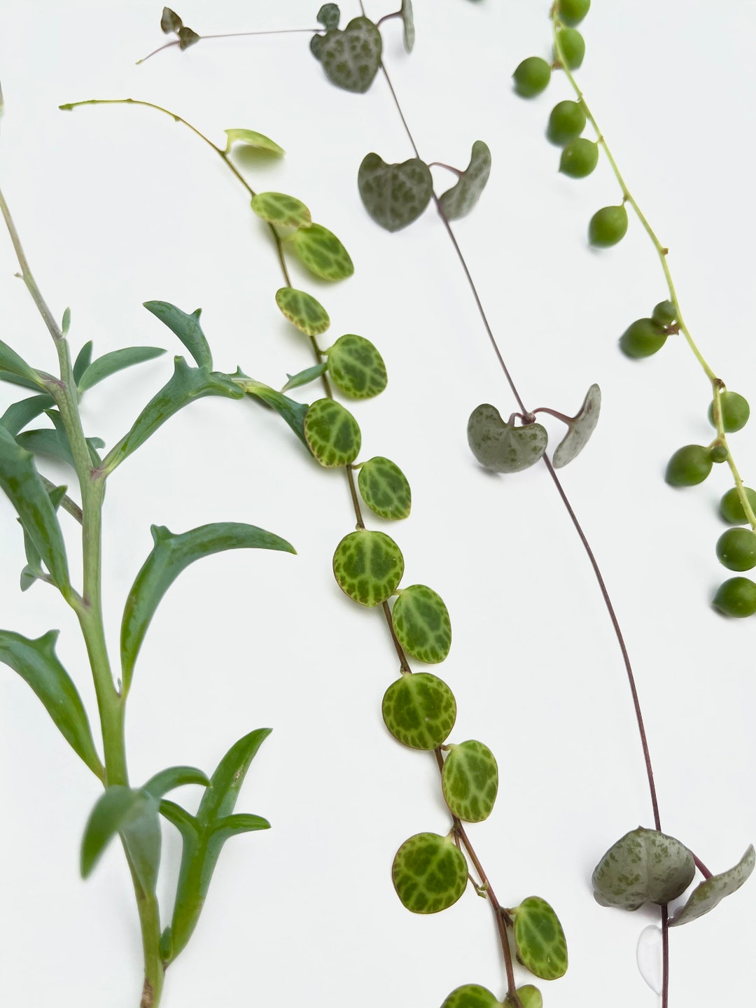 Set of Strings Houseplants | String of Turtles Hearts Pearls Dolphins ...
