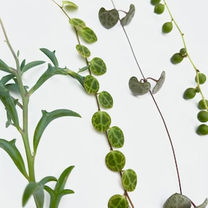 Set of Strings Houseplants | String of Turtles Hearts Pearls Dolphins ...
