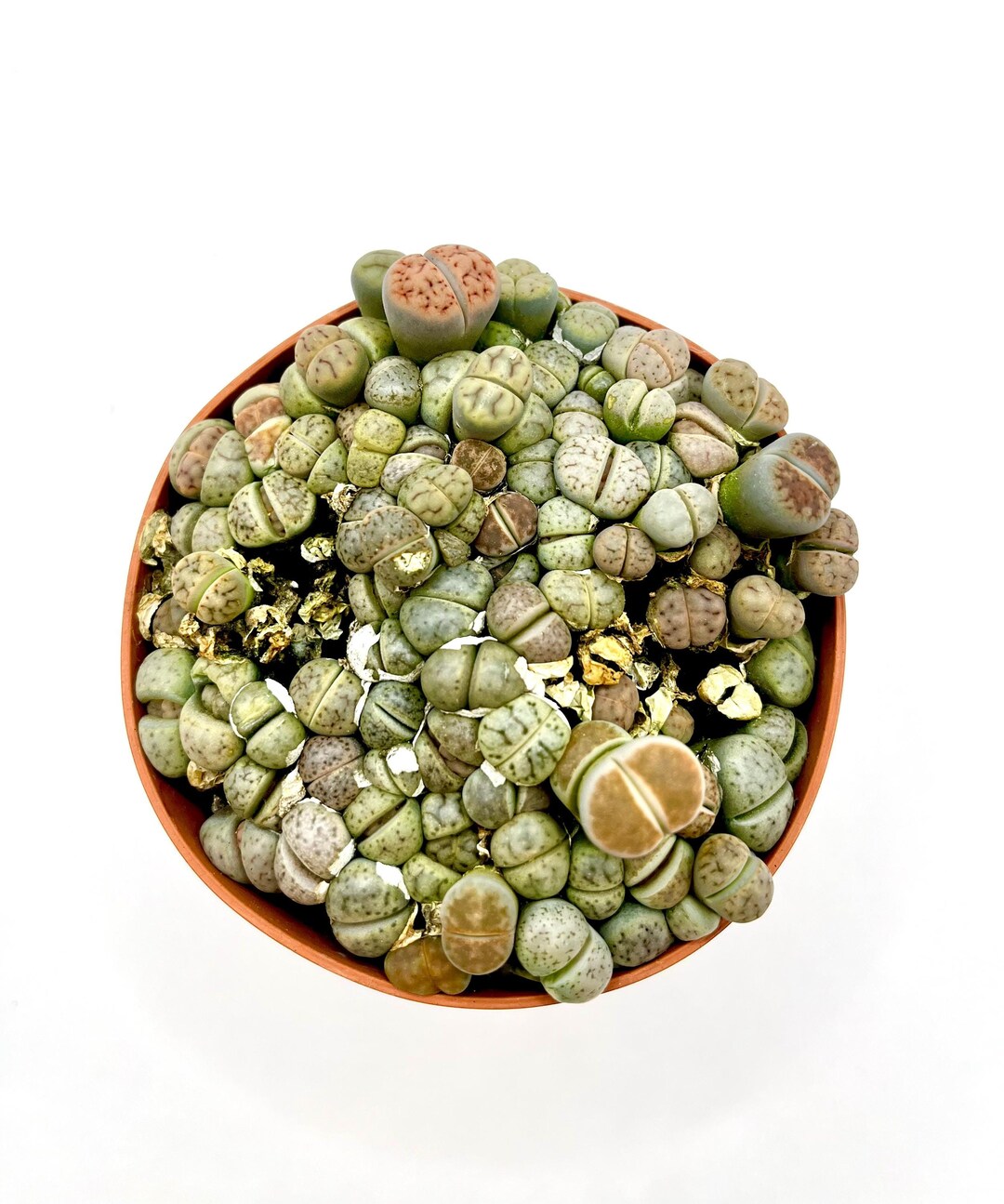 Living Stone Pebble | Lithops Succulent | Rooted Cutting | Unusual Rare ...
