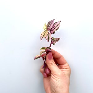 Tricolour Tradescantia Quadricolour | Hanging Houseplant | Plant ...