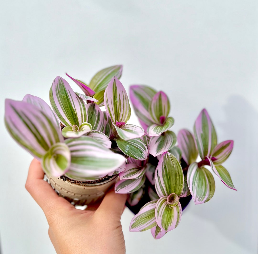 Pink Nanouk Tradescantia | Trailing Houseplant | Rooted Cutting ...