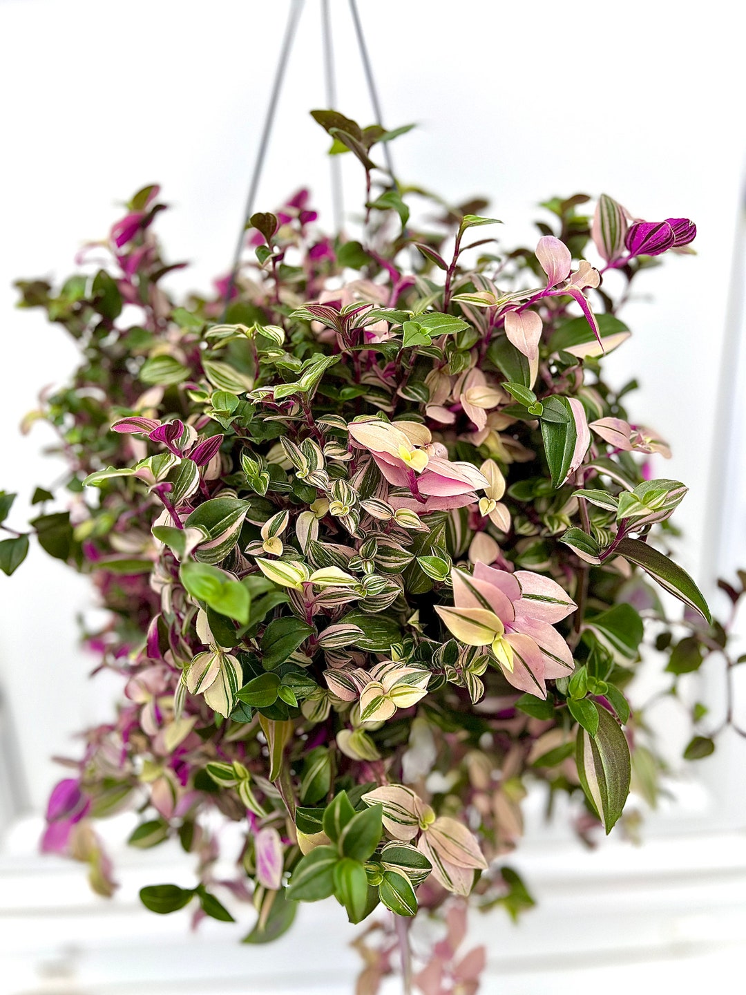 Tricolour Tradescantia Quadricolour | Hanging Houseplant | Plant ...