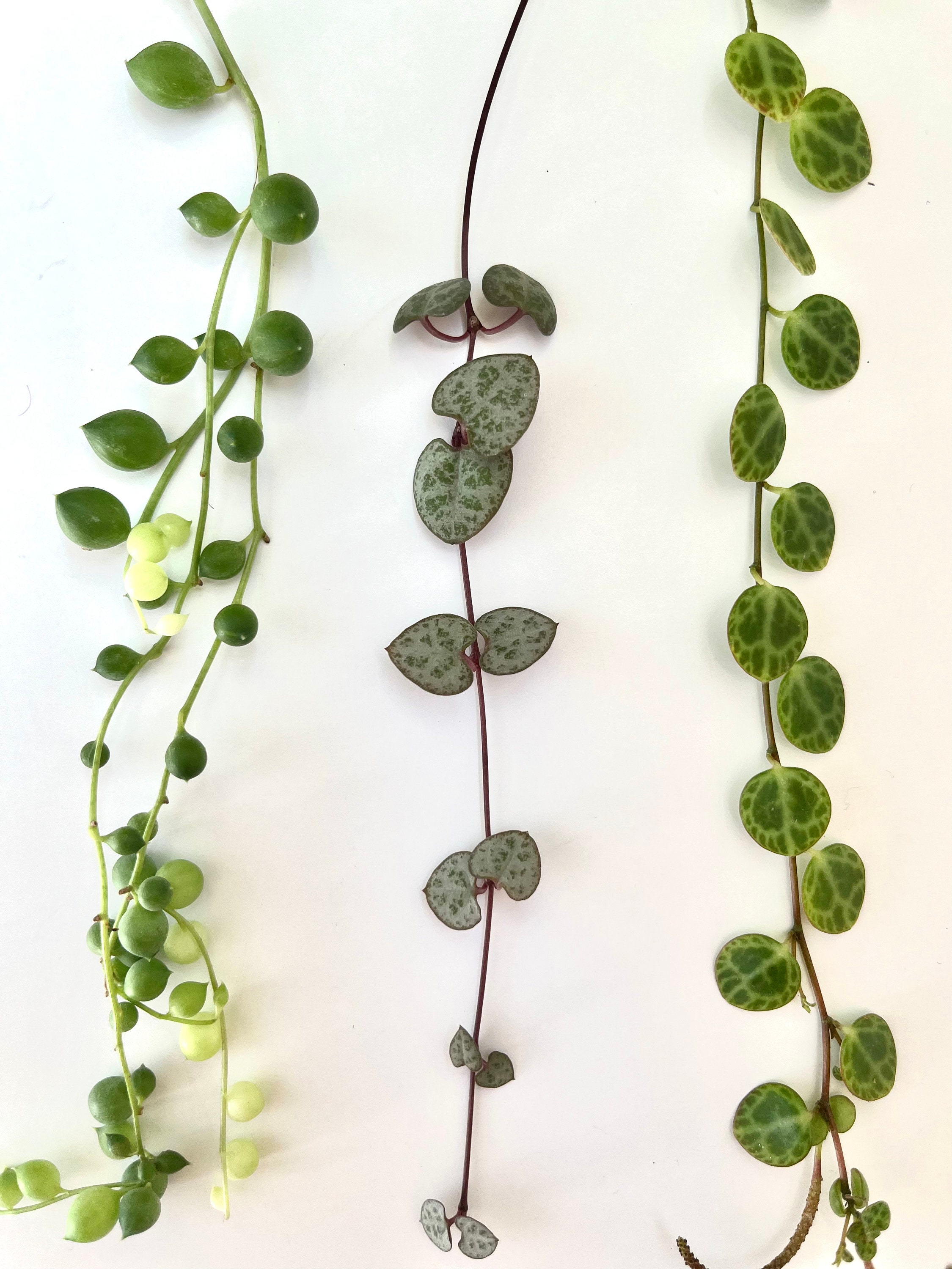 Set of Strings Houseplants String of Turtles String of - Etsy UK