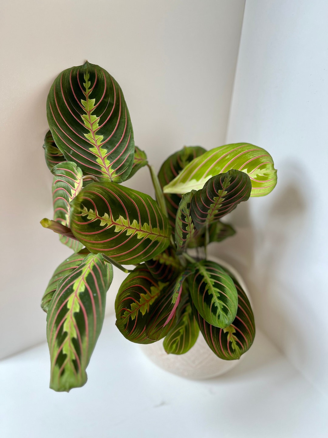RARE Rooted Prayer Plant | Maranta Leuconeura Fascinator | Pink Leaf ...