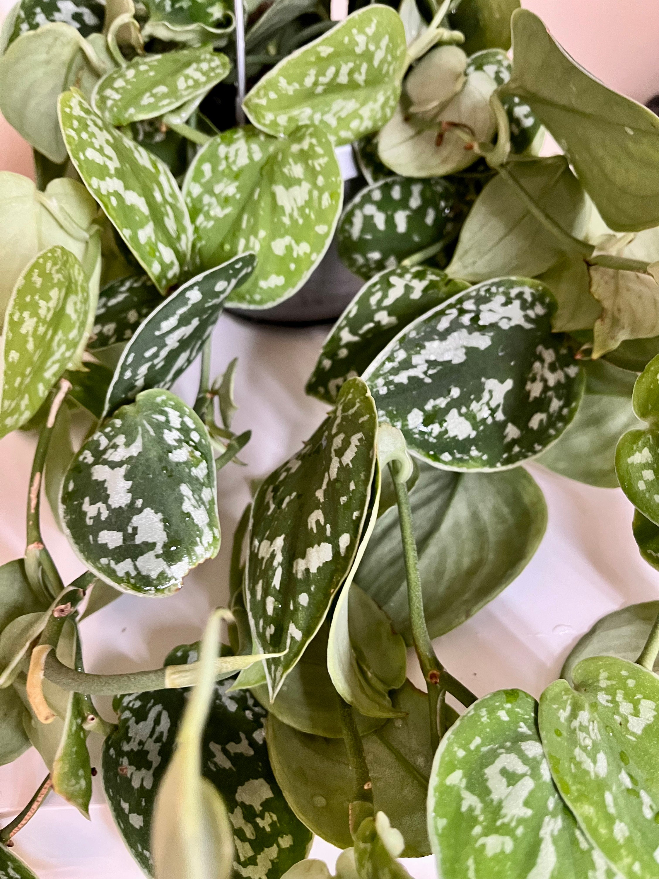 Silver Satin Pothos | Scindapsus Pictus Arygraeus | Silver Vine ...