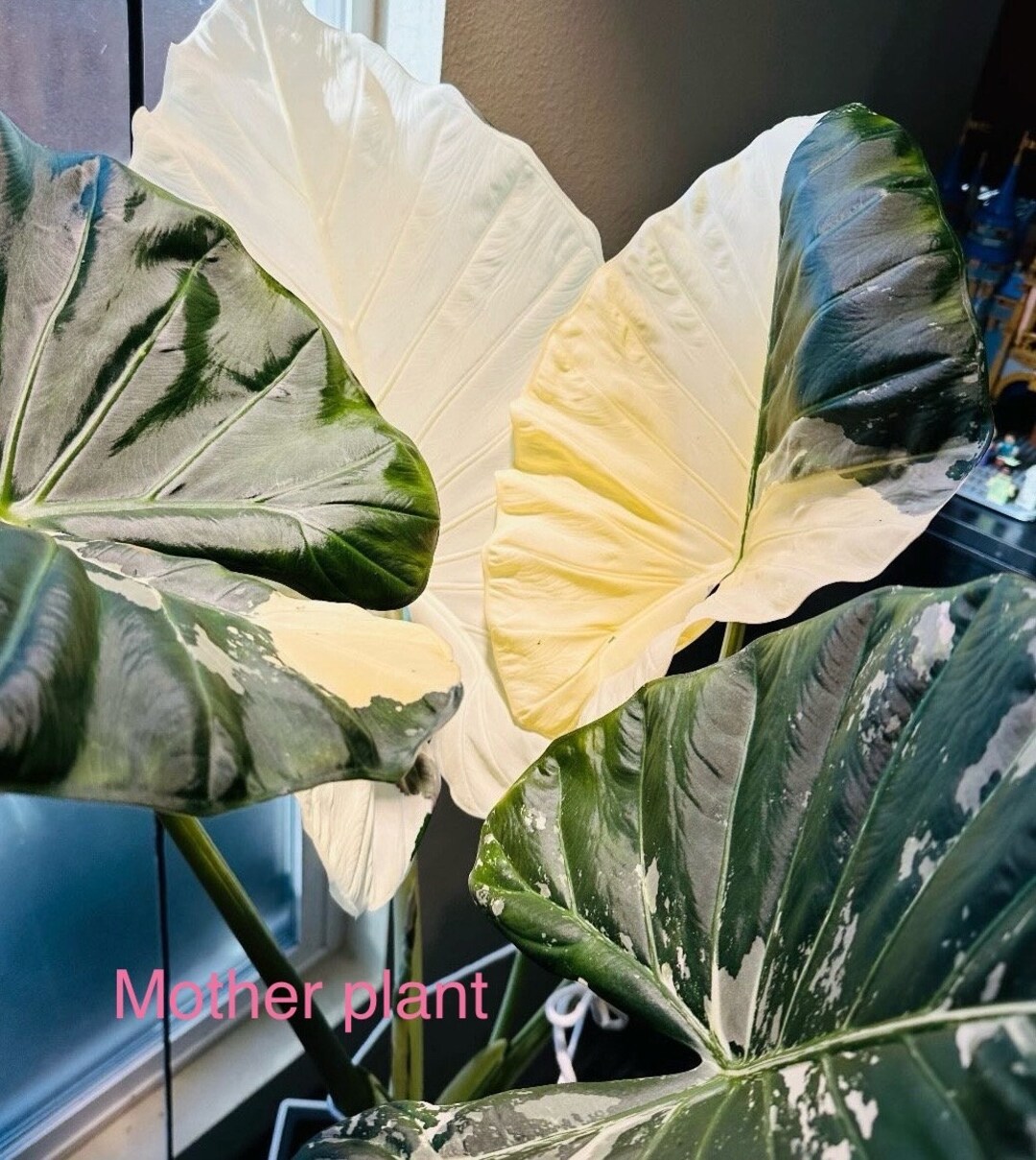Variegated Alocasia Regal Shields Corm. 2oz Cup - Etsy