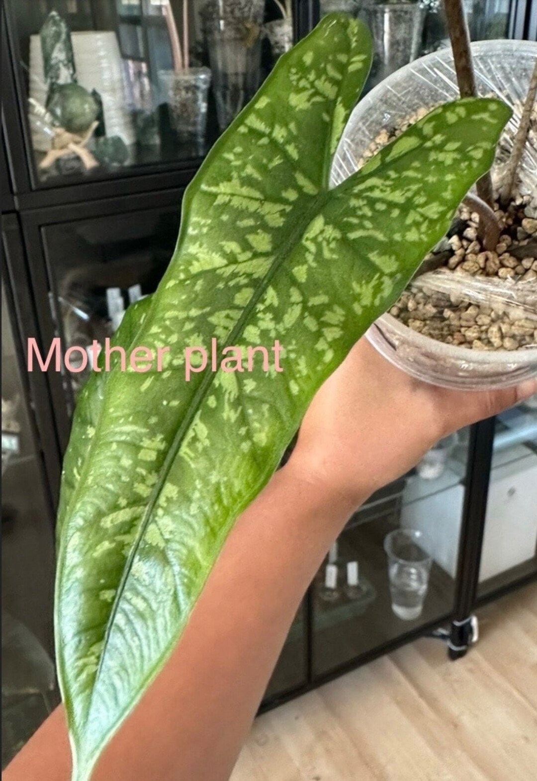 Alocasia Shatter Glass Corm. 2oz Cup. USA Seller. - Etsy