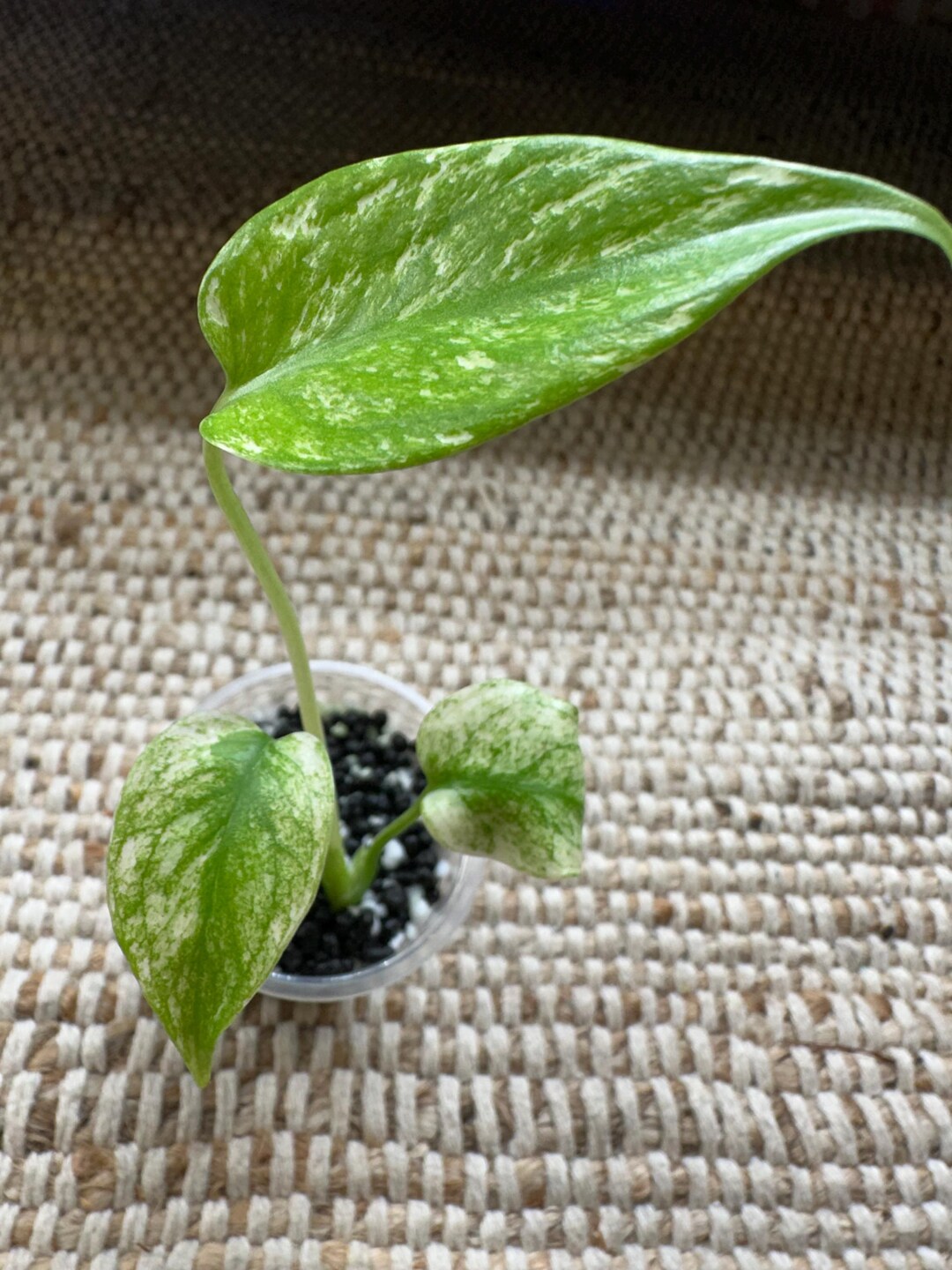 Rare Variegated Monstera Deliciosa White Monster Pup 3537 - Etsy