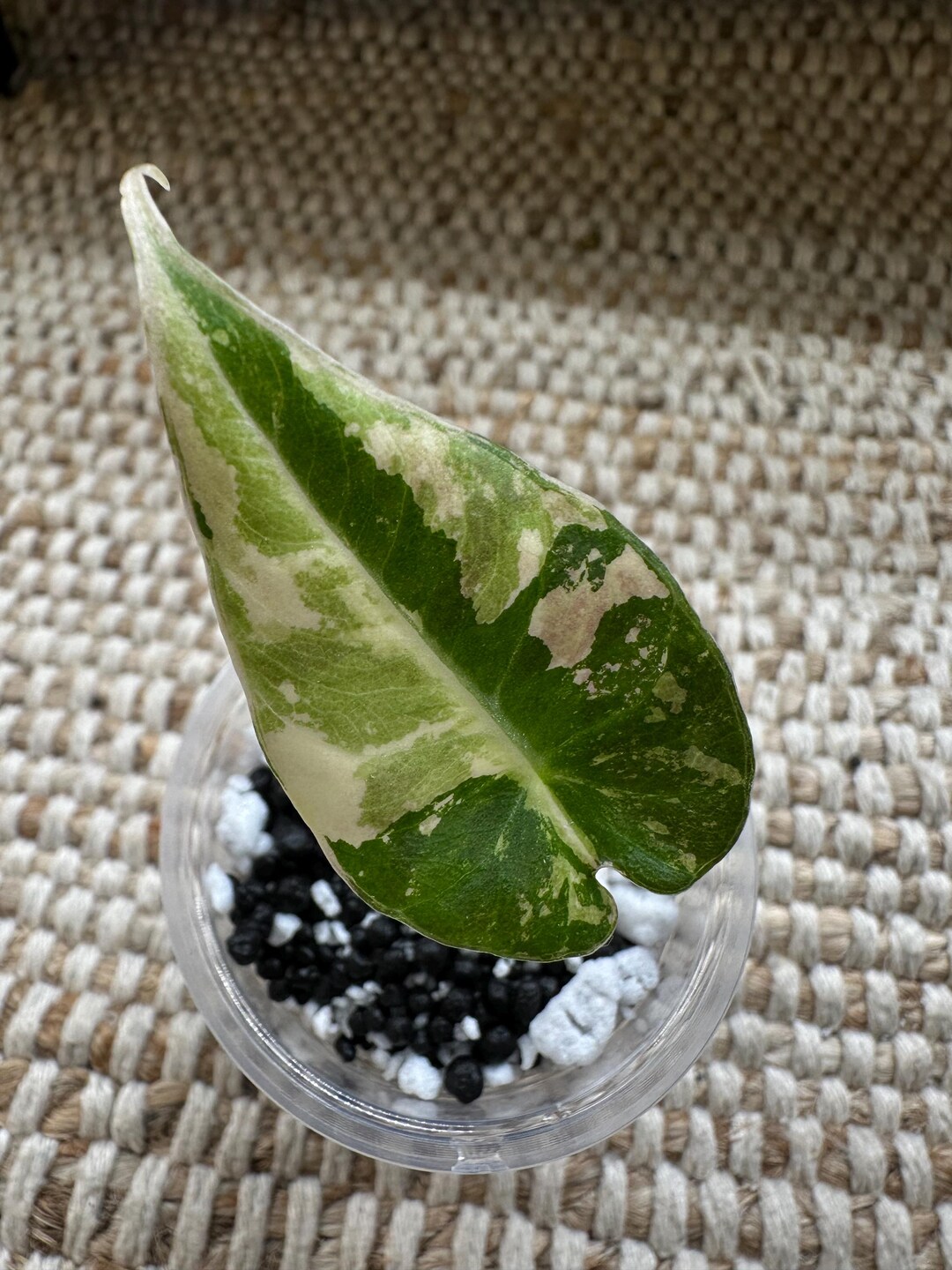 Rare Variegated Alocasia Pink Black Velvet Pup 0918 - Etsy
