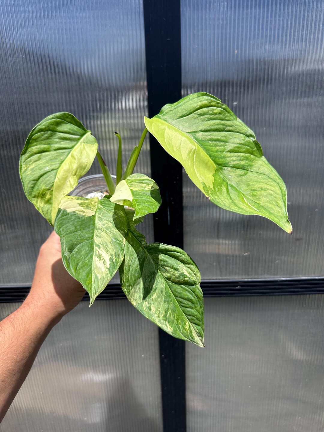 3104 Rare Variegated Monstera Obliqua Mayuna Fully Rooted. - Etsy