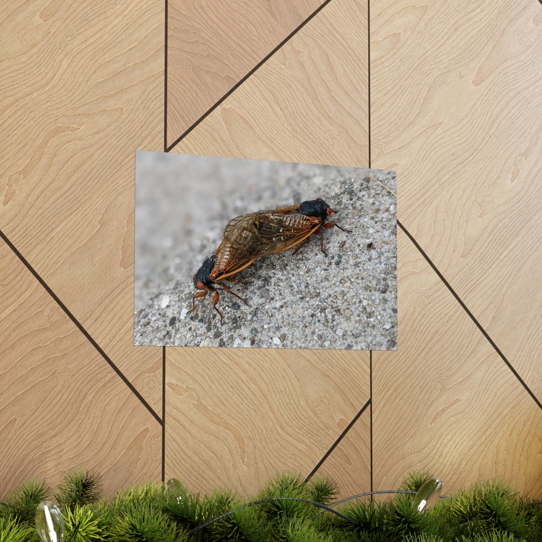 Brood X Cicada Love Story Art Print - Etsy