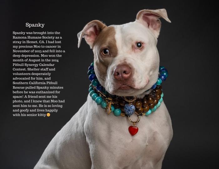 Rescue Pit Bull Calendar Pitbullary 2025 - Etsy