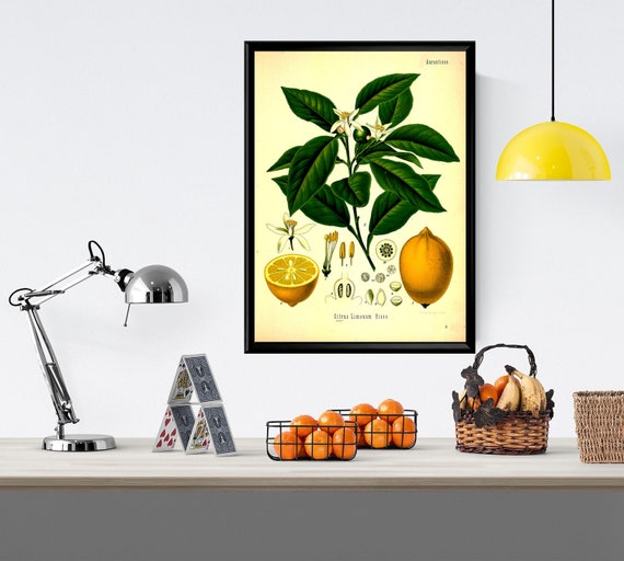Lemon Print Lemon Tree Poster Lemon Tree Teaching Print | Etsy