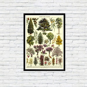 Trees Botanical Posters Set of 2 Trees Prints Vintage Educational ...