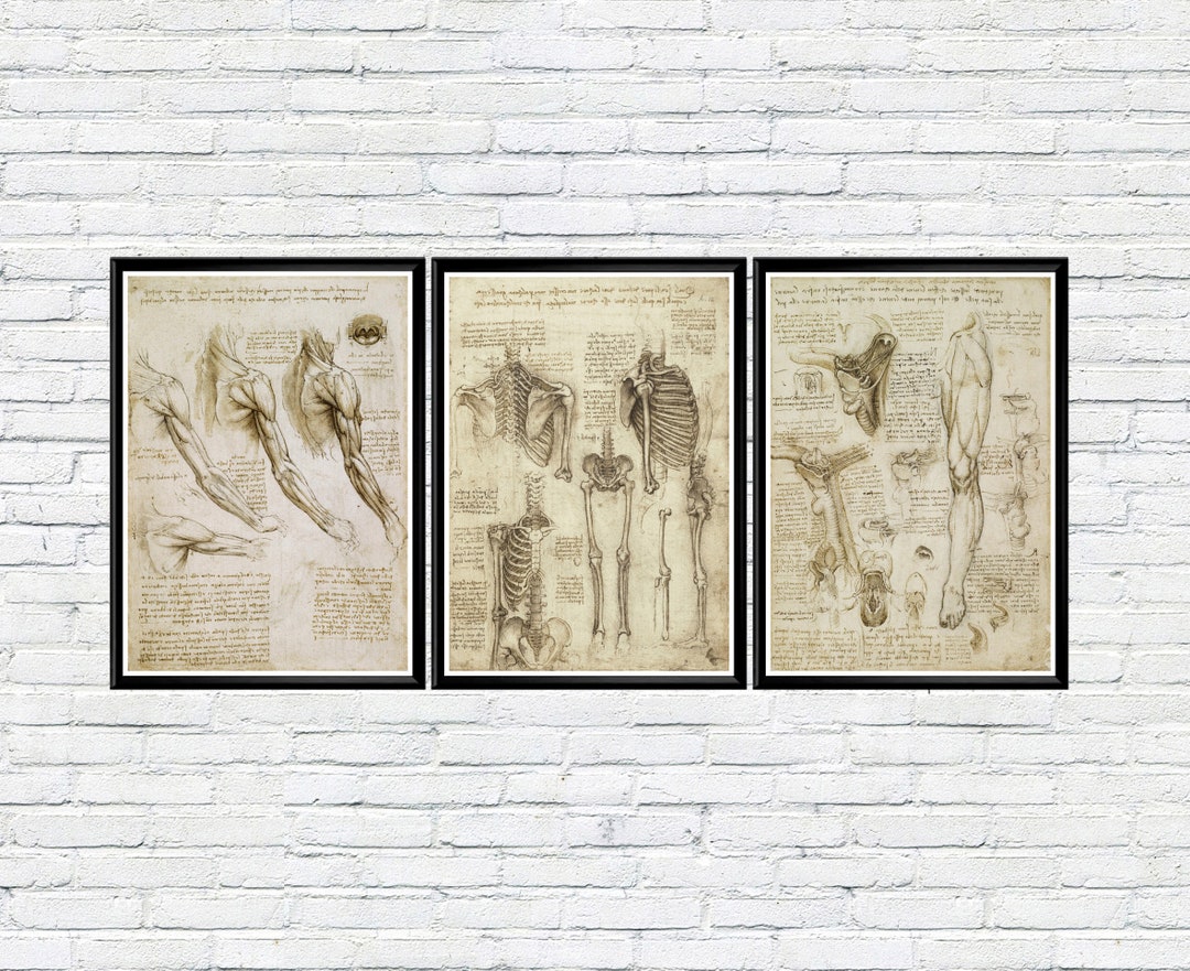 Anatomy Posters Set of 3, Leonardo Da Vinci Anatomical Prints, Vintage ...